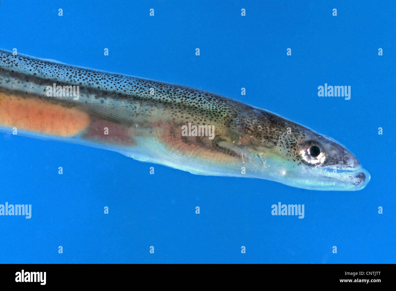 European eel closeup hi-res stock photography and images - Alamy
