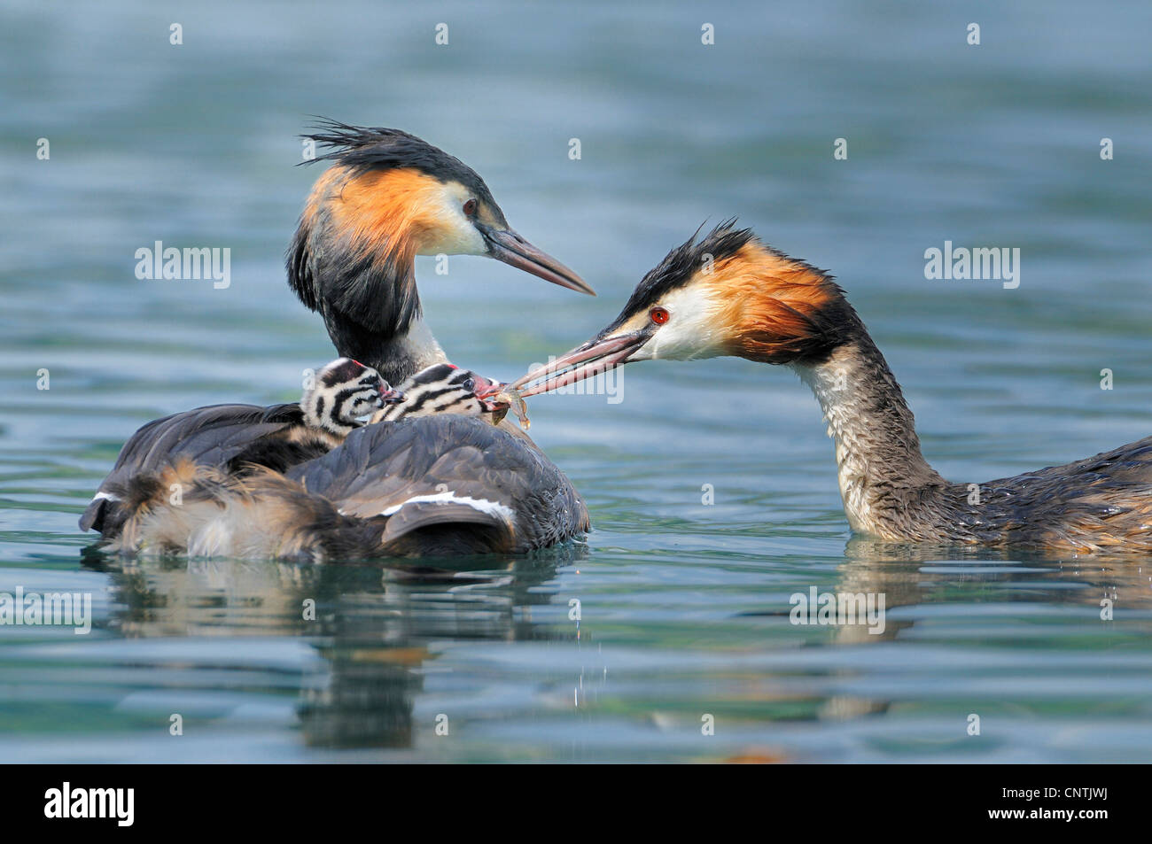 great crested grebe (Podiceps cristatus), parents swimming, chicks ...