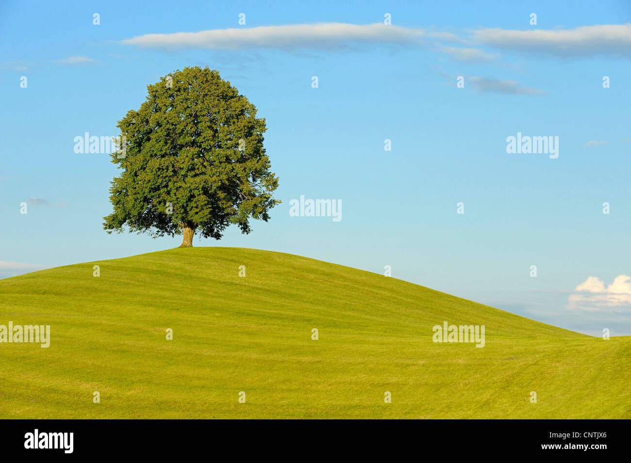 basswood, linden, lime tree (Tilia spec.), standing in picturesque ...