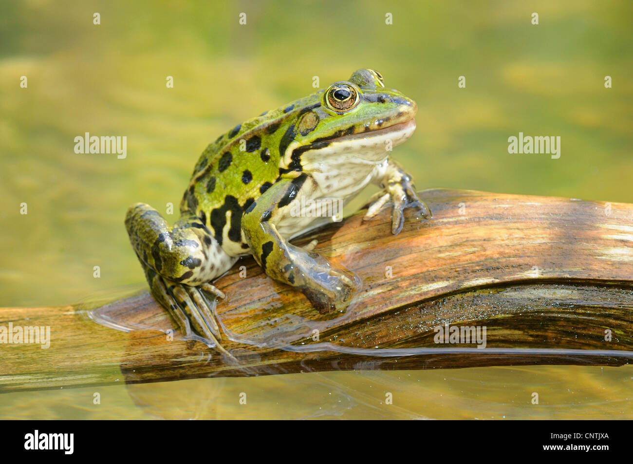 European edible frog, common edible frog (Rana kl. esculenta, Rana ...