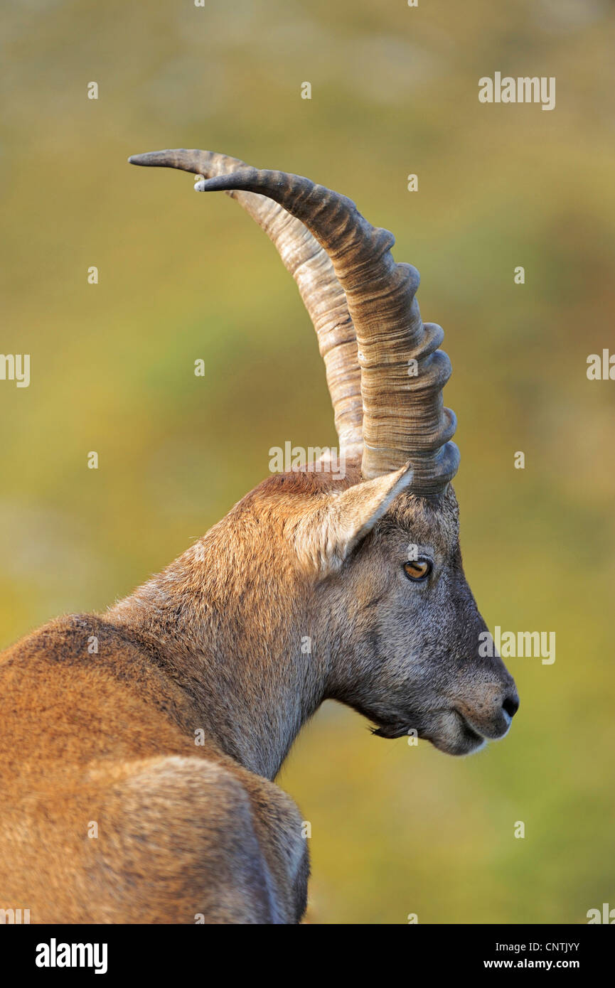 Side view lateral profile hi-res stock photography and images - Alamy