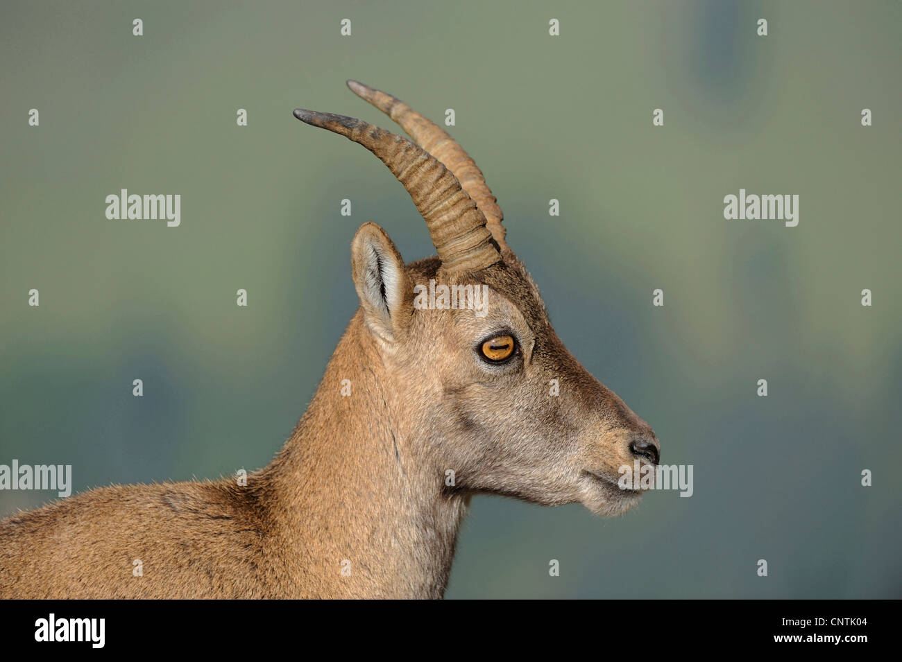 Side view lateral profile hi-res stock photography and images - Alamy