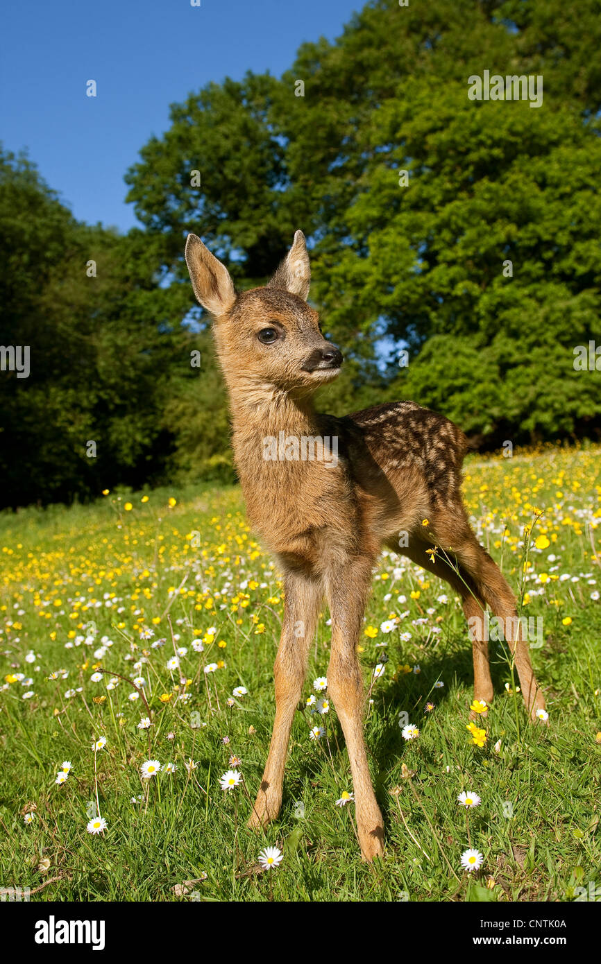 roe deer (Capreolus capreolus), fawn on a flower meadow, Germany Stock ...