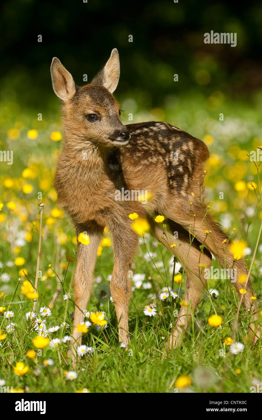 Roe deer capreolus capreolus on a meadow hi-res stock photography and ...