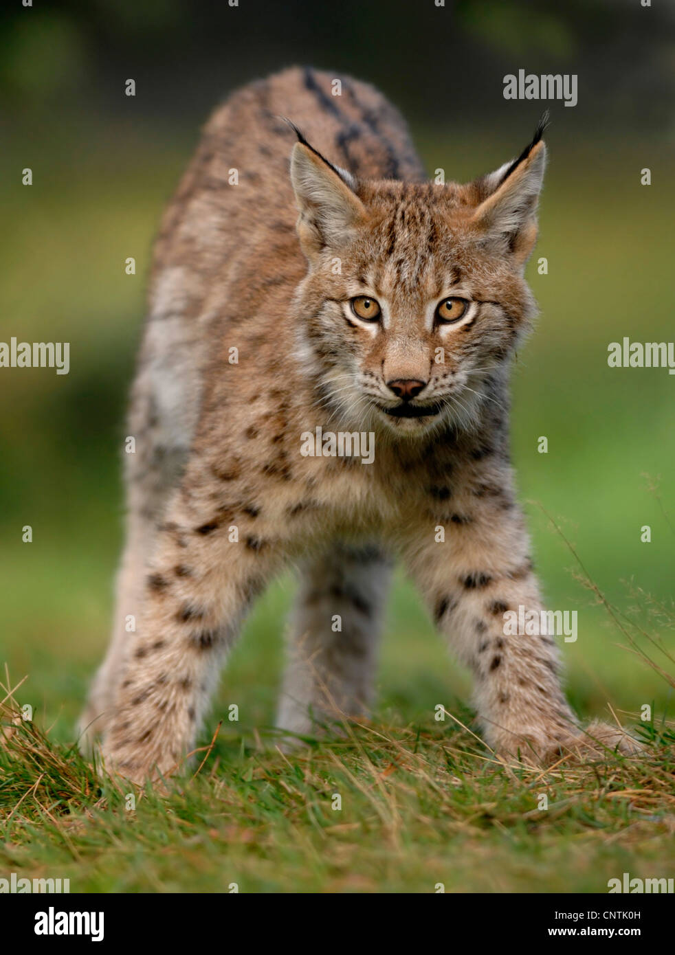 Eurasian lynx (Lynx lynx), pup, Germany, Rhineland-Palatinate Stock ...