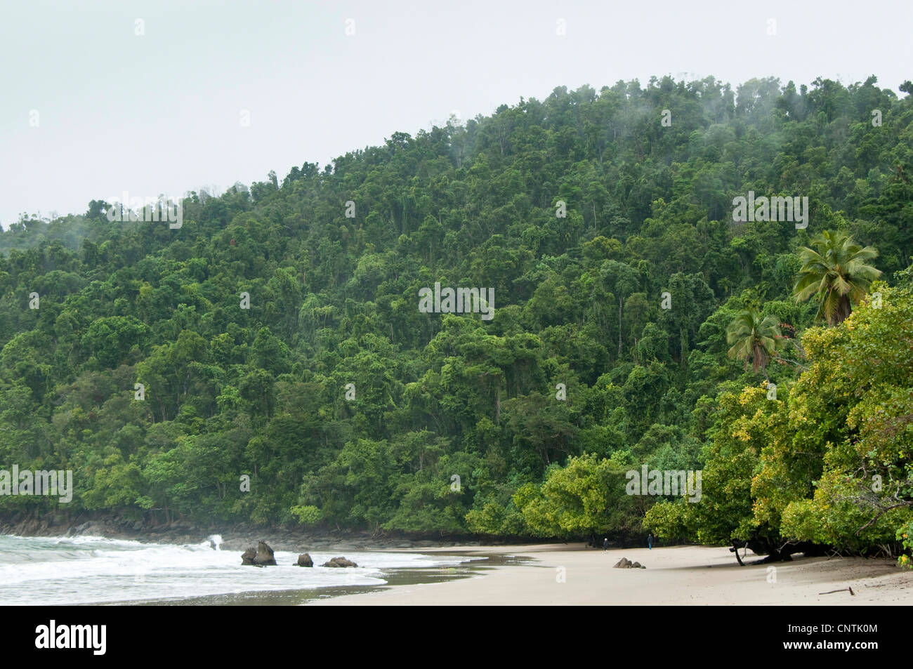 beach with rainforest, Australia, Queensland Stock Photo - Alamy