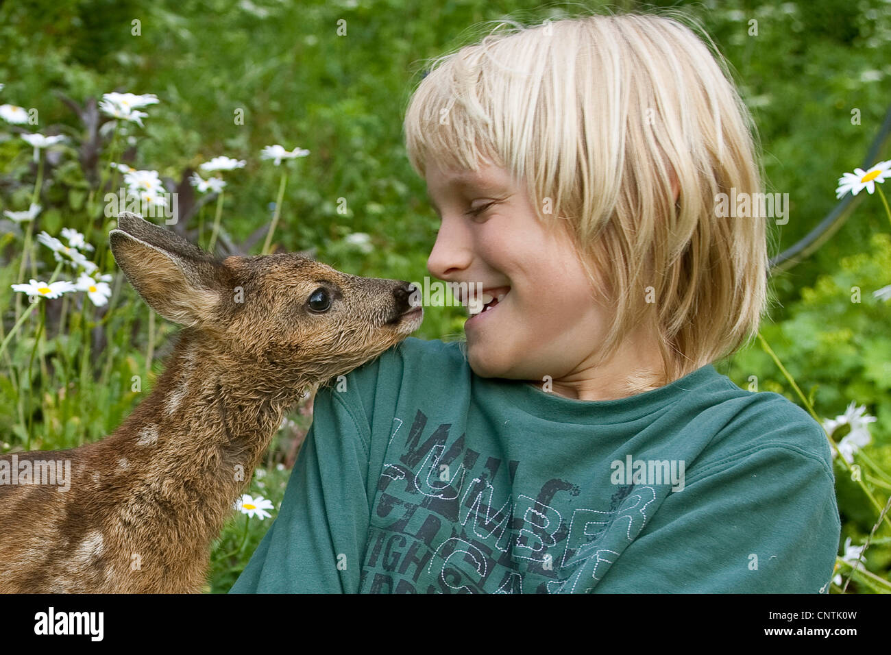 roe deer (Capreolus capreolus), boy with fawn in the Garten Stock Photo ...