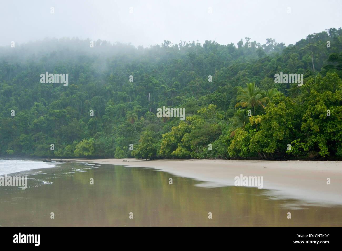 beach with rainforest, Australia, Queensland Stock Photo - Alamy