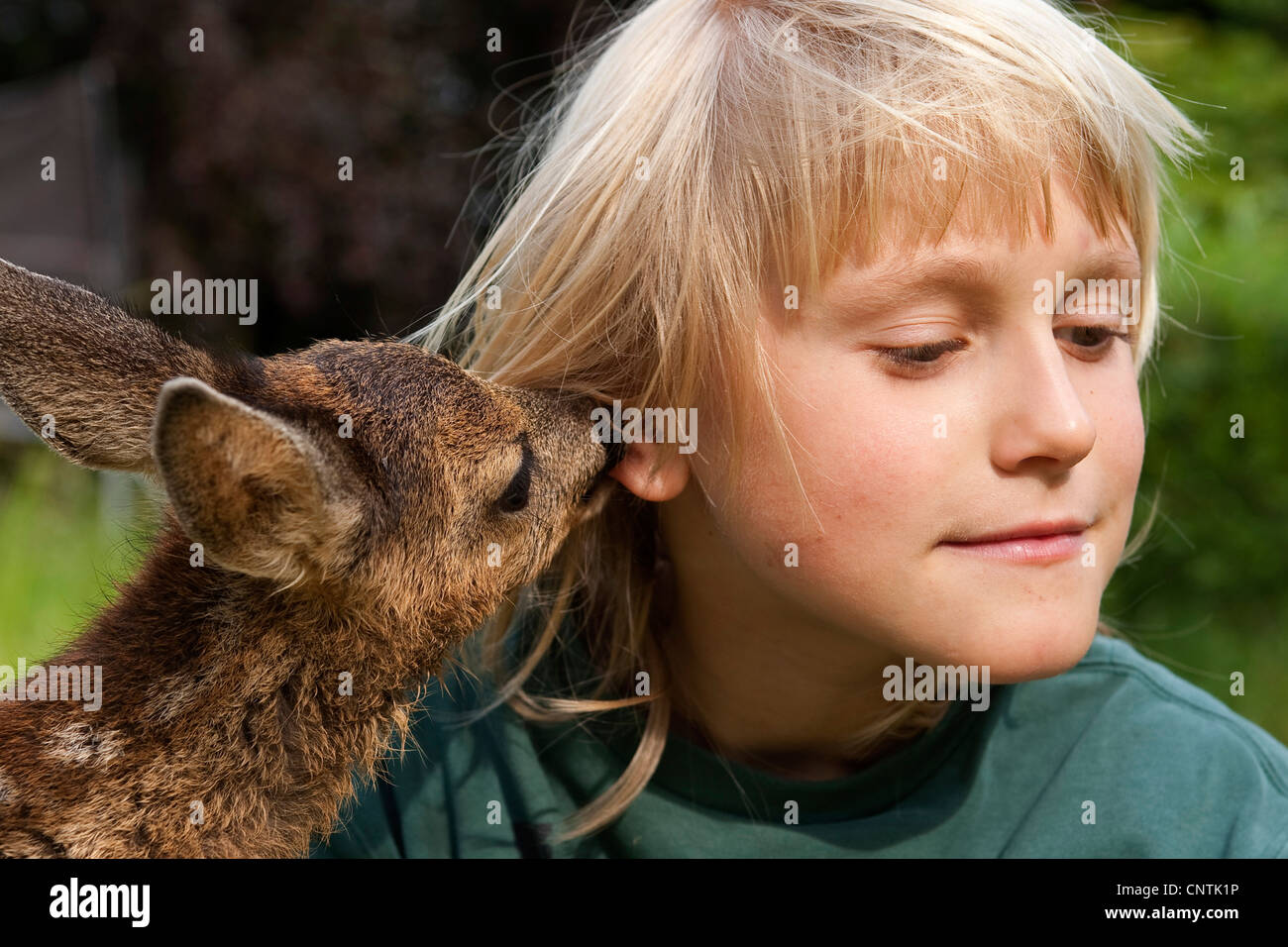 roe deer (Capreolus capreolus), boy with fawn in the Garten, fawn ...
