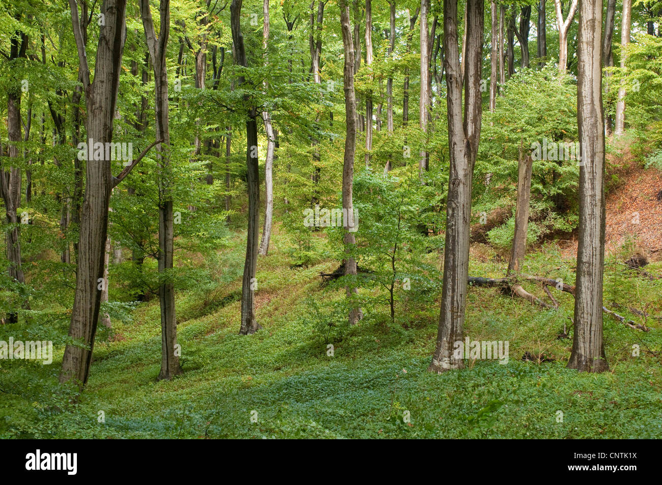 common beech (Fagus sylvatica), beech forest on the Moen Island ...