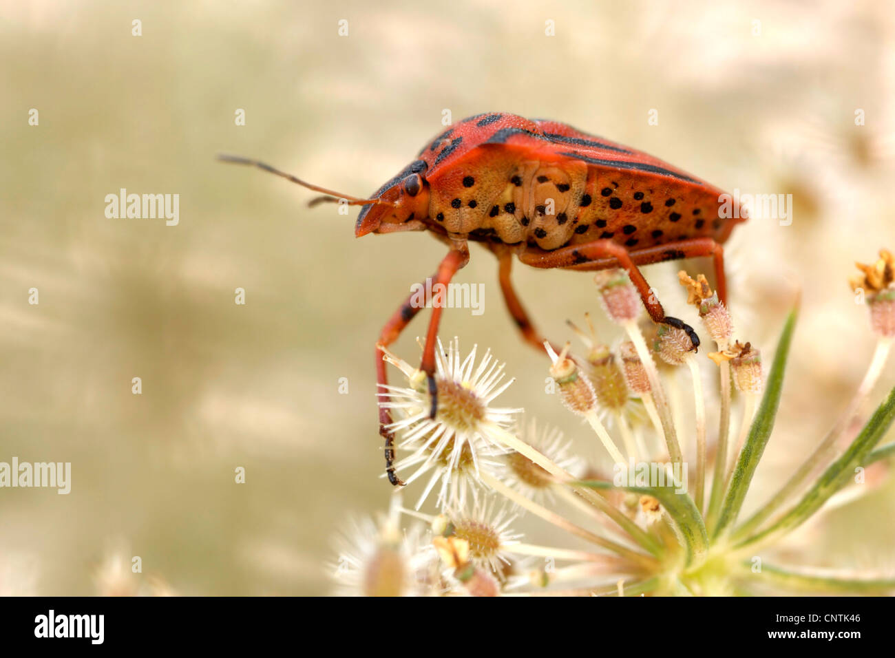 Graphosoma italicum hi-res stock photography and images - Alamy