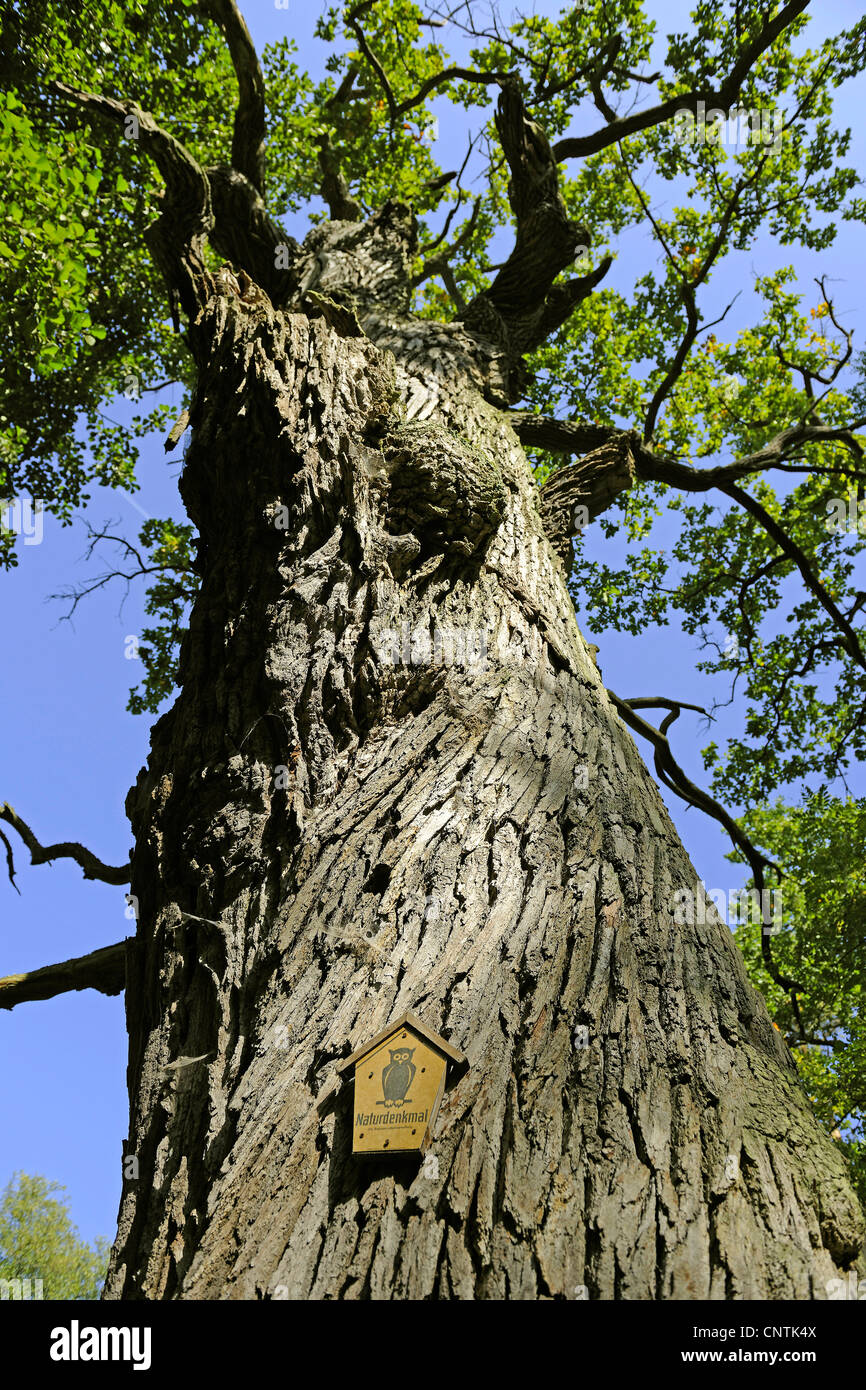 oak (Quercus spec.), sign for natural monument at an 800 years old oak ...