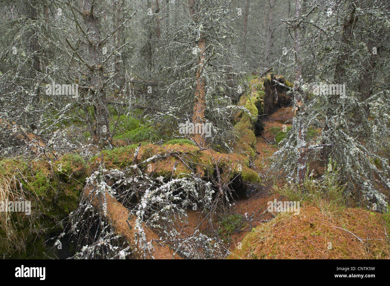 common larch, European larch (Larix decidua, Larix europaea), fallen ...