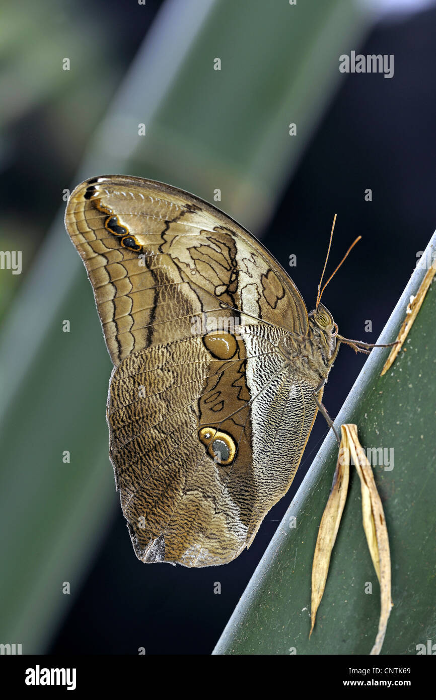 Eryphanis automedon (Eryphanis automedon), sitting at a stem Stock ...