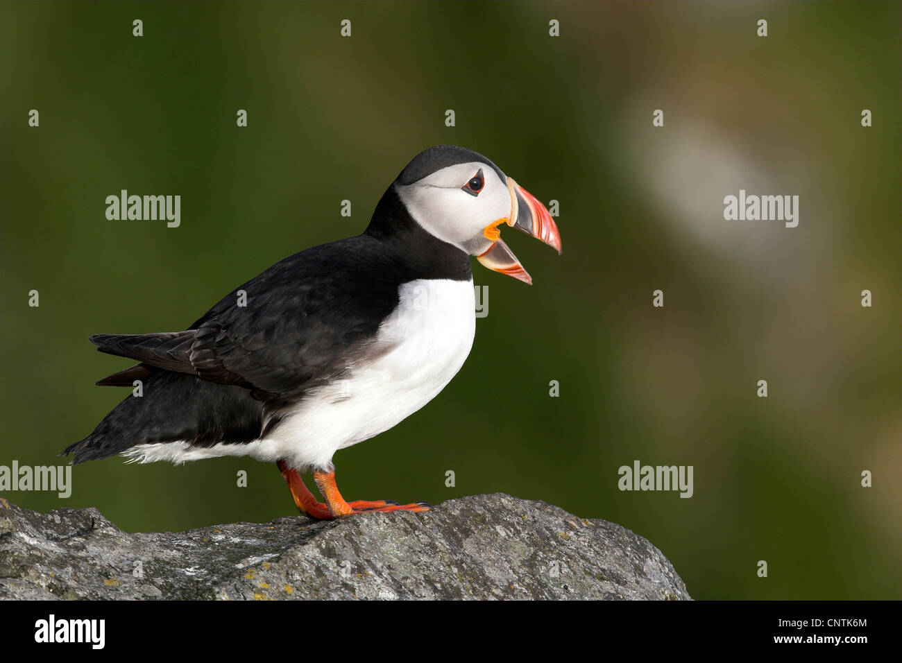 Atlantic puffin, Common puffin (Fratercula arctica), standing on a rock ...