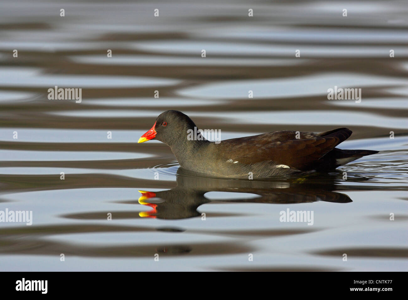 Black gallinules hi-res stock photography and images - Alamy