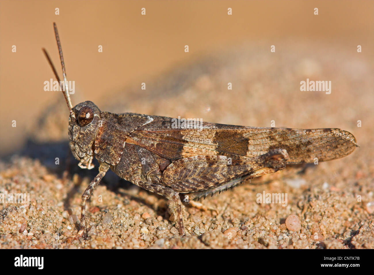 Blue winged sand grasshopper hi-res stock photography and images - Alamy