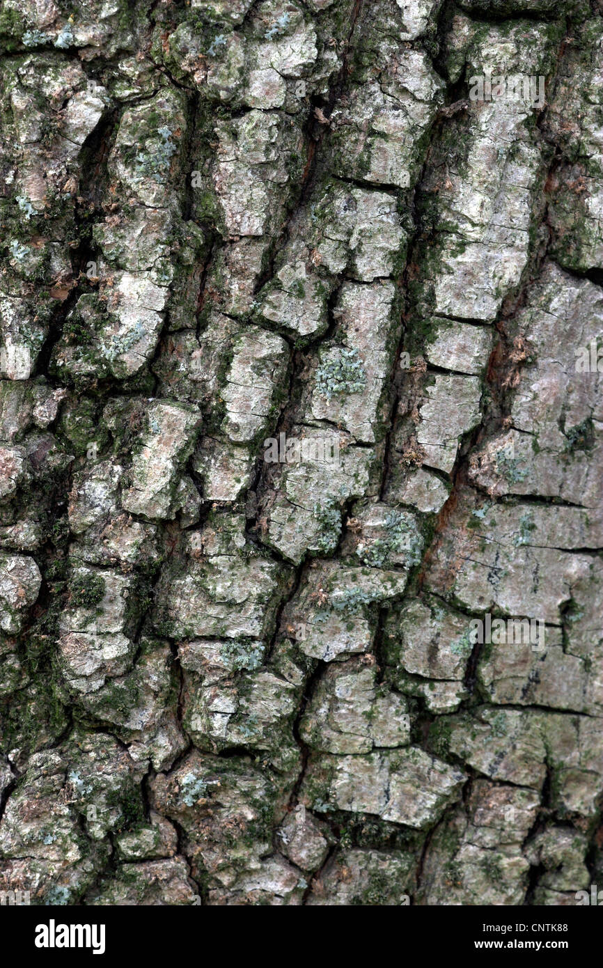 field maple, common maple (Acer campestre), bark, Germany Stock Photo ...