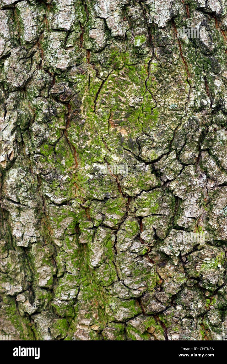 Acer campestre bark hi-res stock photography and images - Alamy