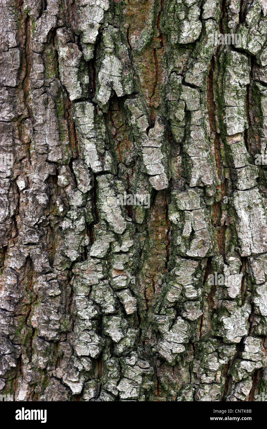 field maple, common maple (Acer campestre), bark, Germany Stock Photo ...