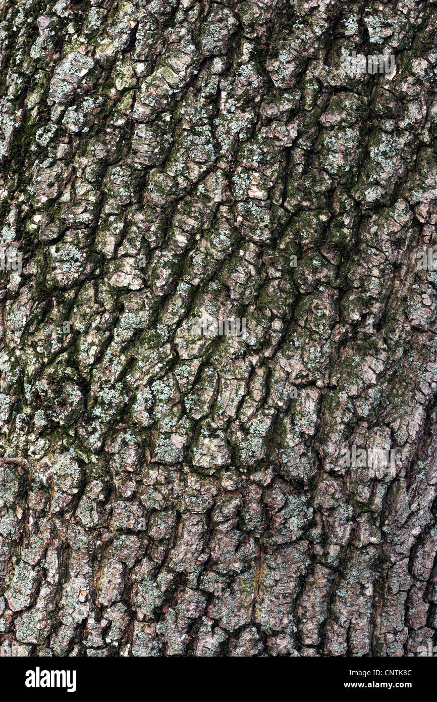 Acer campestre bark hi-res stock photography and images - Alamy