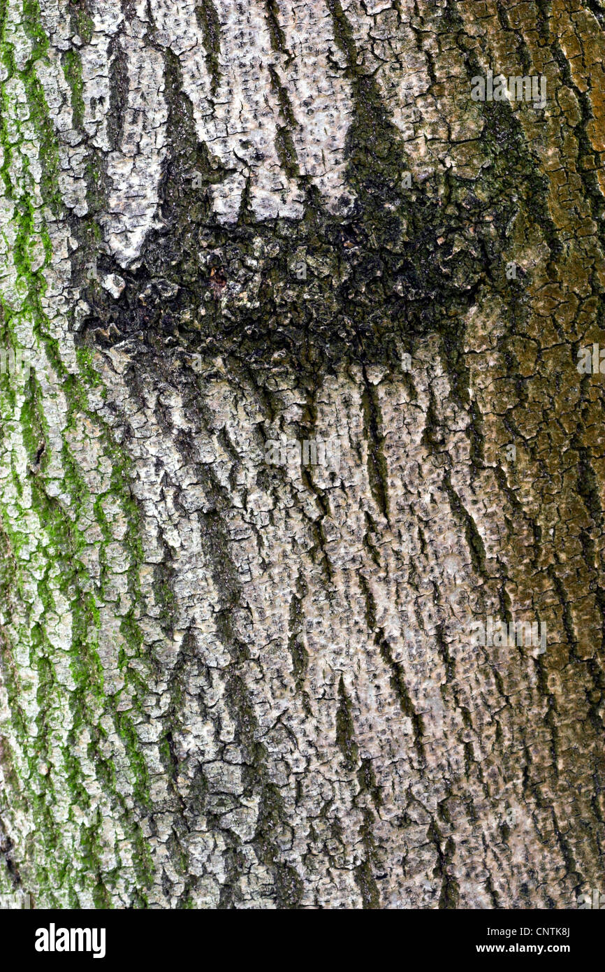 common ash, European ash (Fraxinus excelsior), bark, Germany Stock ...