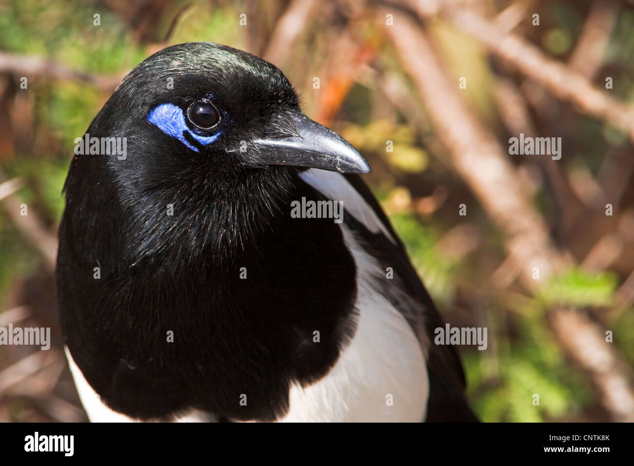 black-billed magpie (Pica pica mauritanica), portrait, Morocco, Massa ...