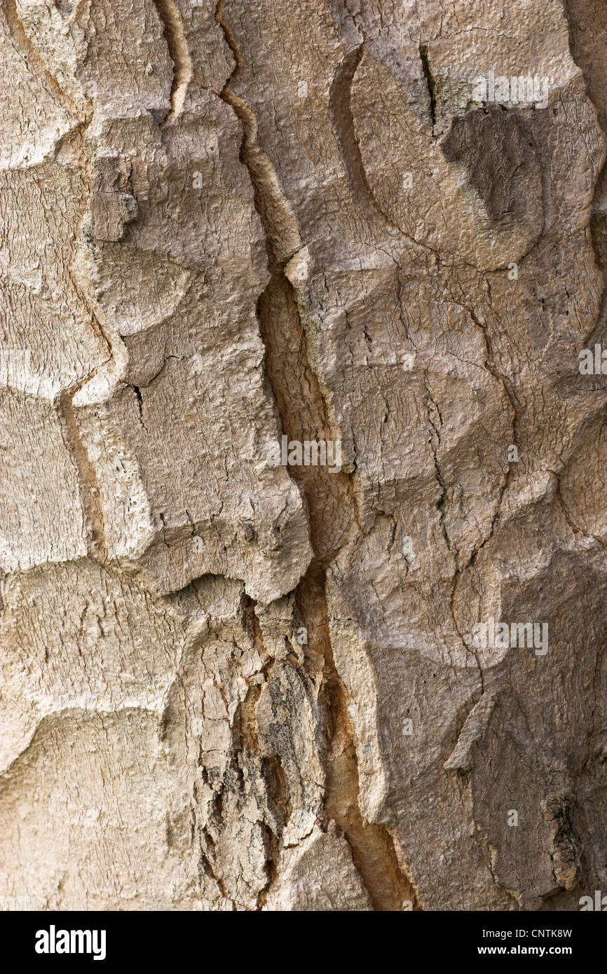 sycamore maple, great maple (Acer pseudoplatanus), bark, Germany Stock ...