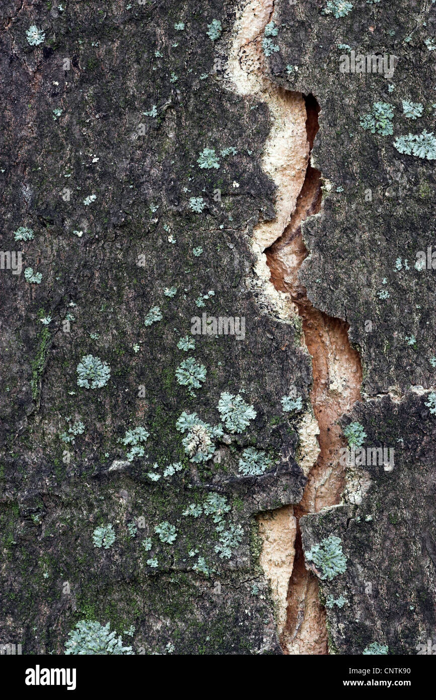 sycamore maple, great maple (Acer pseudoplatanus), bark, Germany Stock ...
