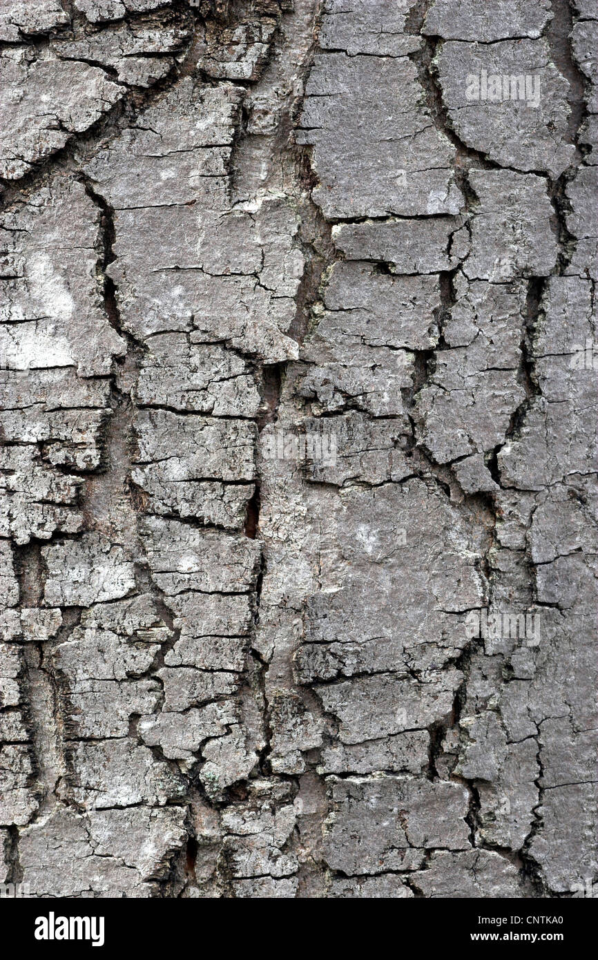sycamore maple, great maple (Acer pseudoplatanus), bark, Germany Stock ...