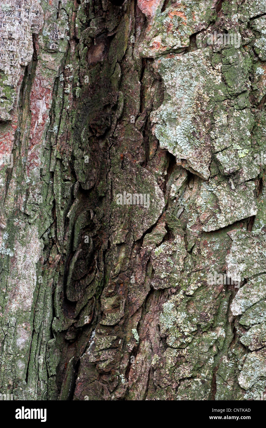 common horse chestnut (Aesculus hippocastanum), bark, Germany Stock ...