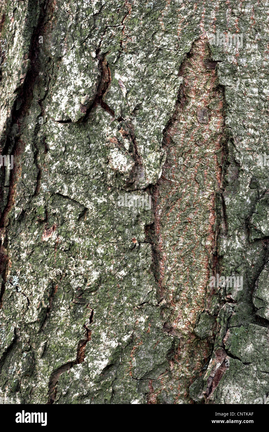 Chestnut log structure hi-res stock photography and images - Alamy