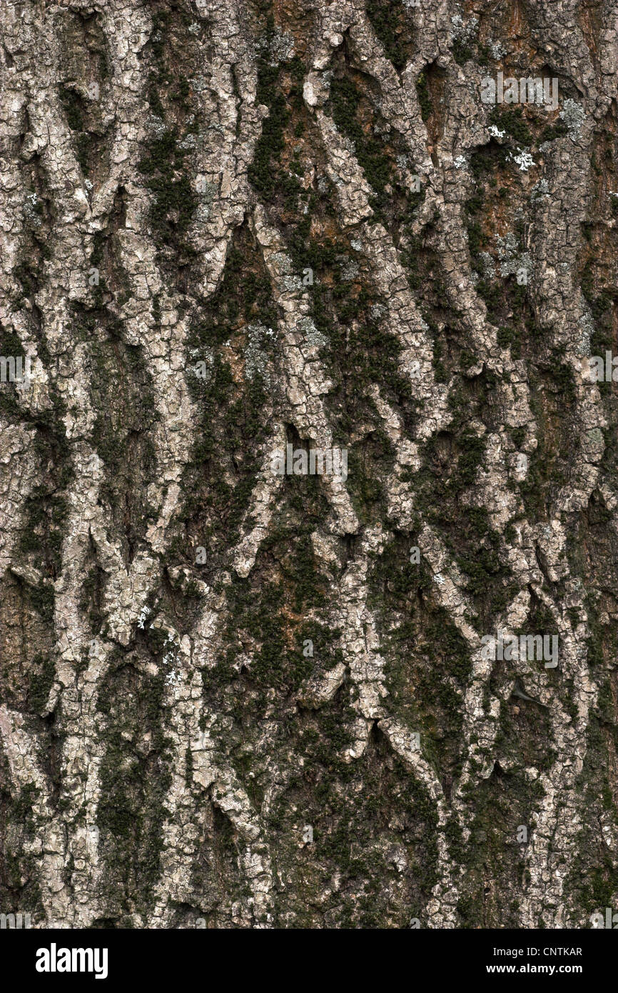 common ash, European ash (Fraxinus excelsior), bark, Germany Stock ...