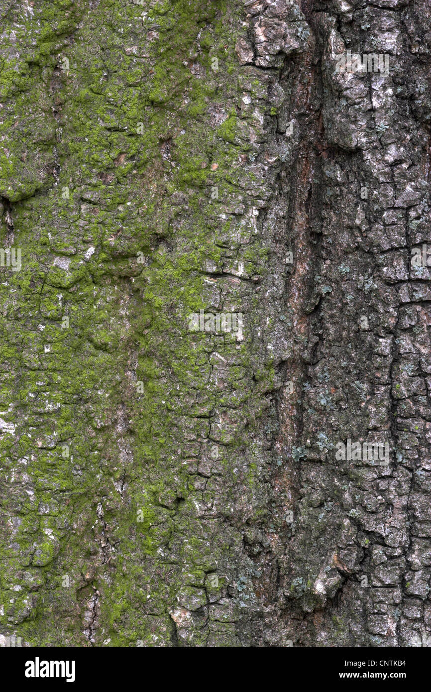 common ash, European ash (Fraxinus excelsior), bark, Germany Stock ...