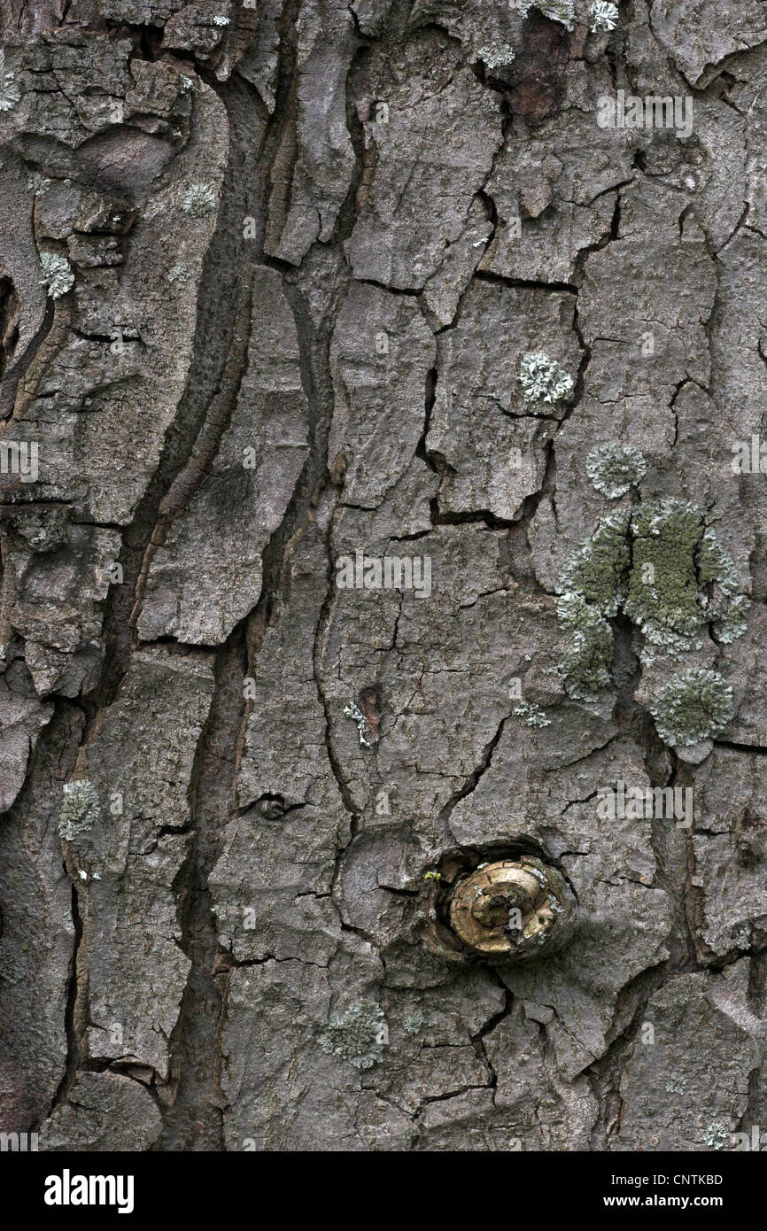 common horse chestnut (Aesculus hippocastanum), bark, Germany Stock ...