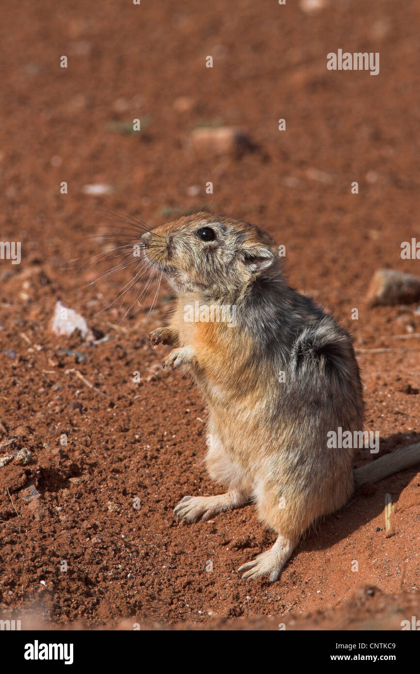 fat sand rat (Psammomys obesus), stands upright Stock Photo - Alamy