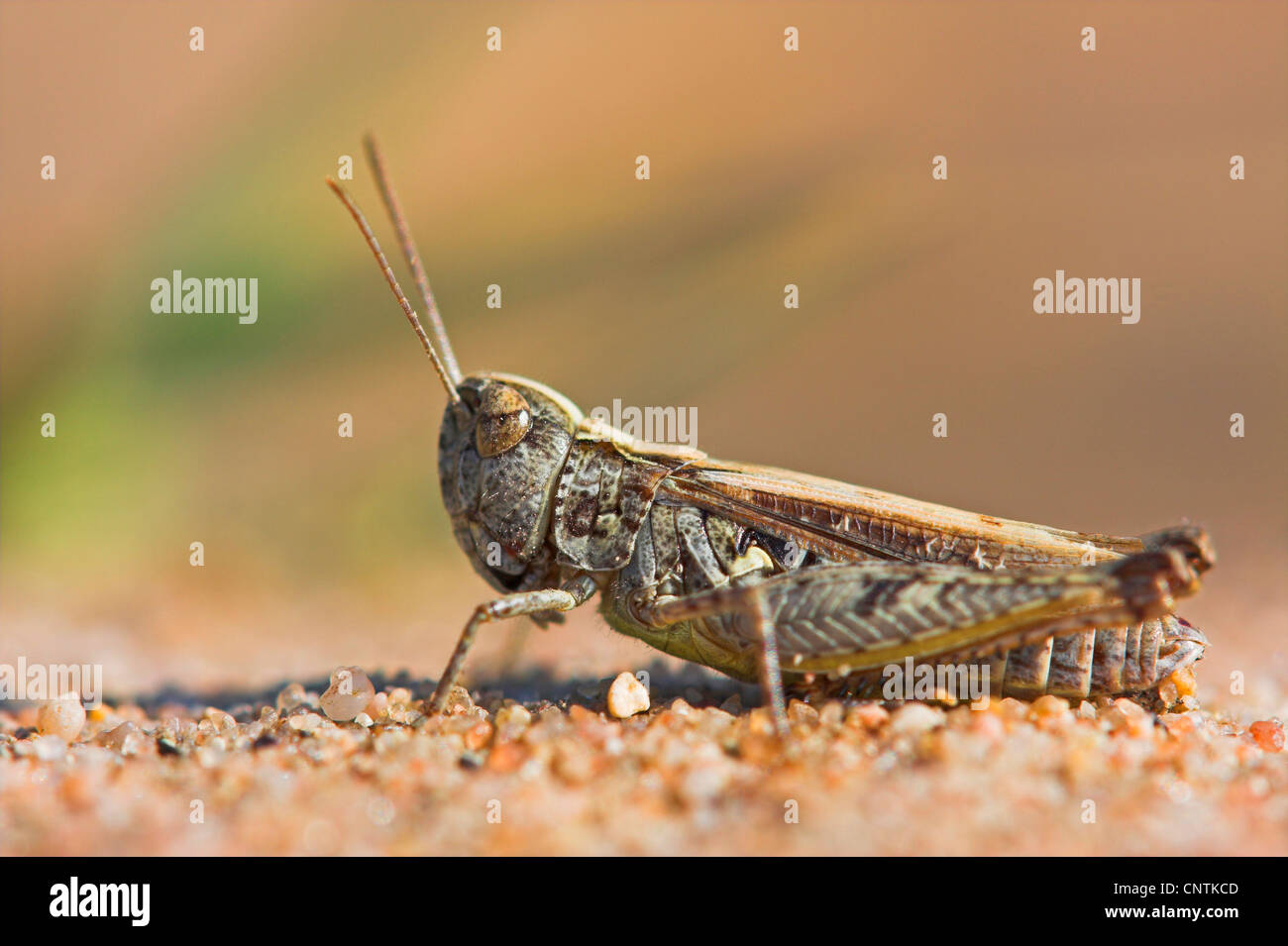 mottled grasshopper (Myrmeleotettix maculatus), on sand, Germany, Hesse ...