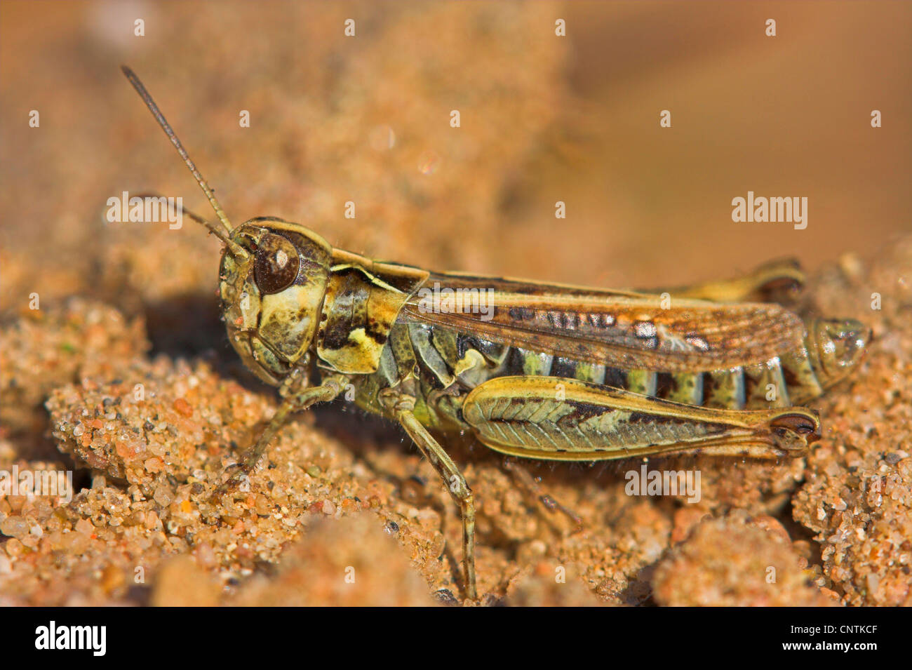 Mottled grasshopper close up hi-res stock photography and images - Alamy