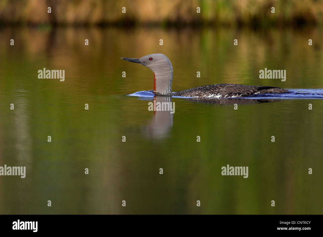 red-throated diver (Gavia stellata), swimming, Sweden Stock Photo - Alamy