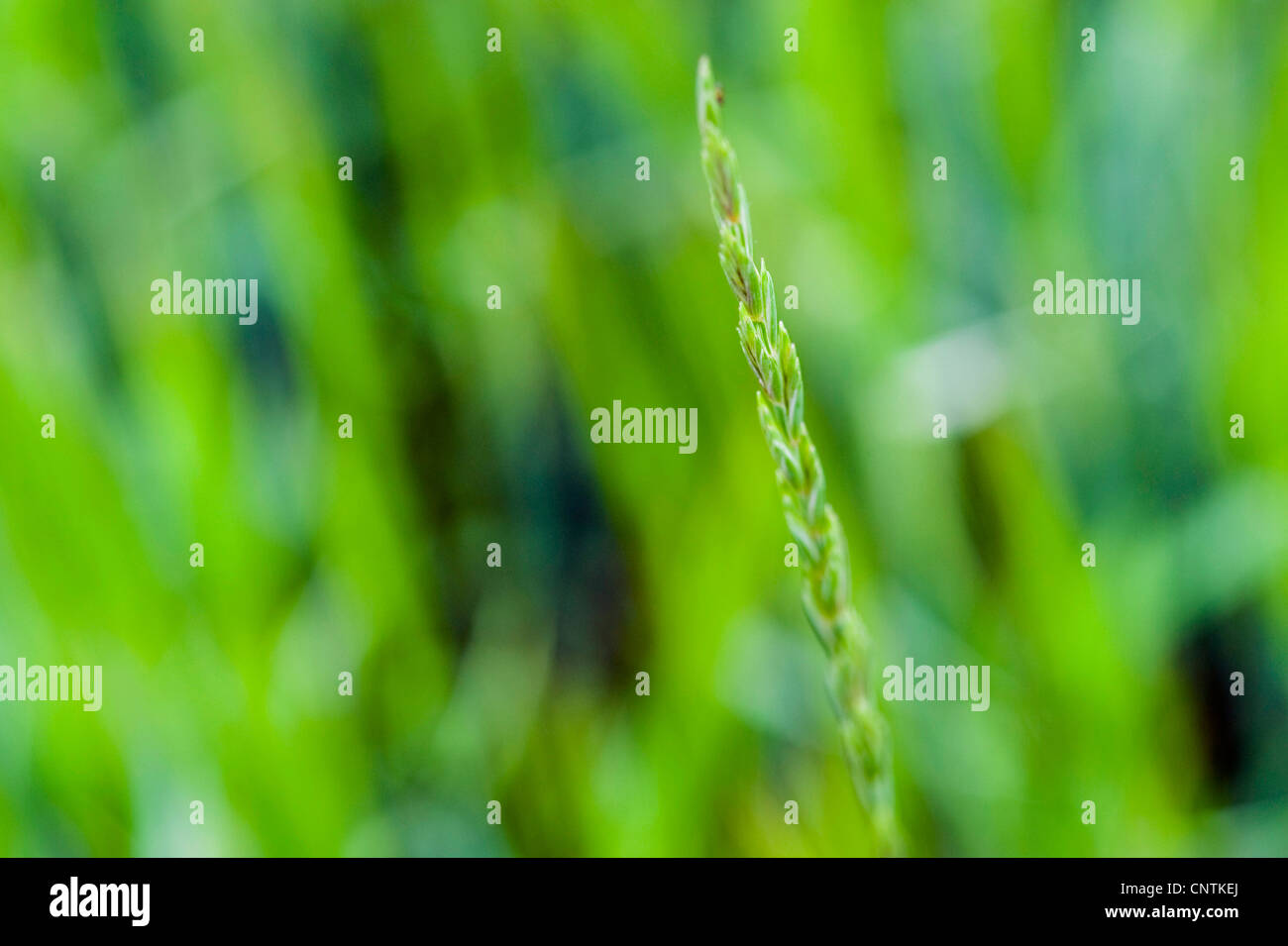 quackgrass (Agropyron repens, Elymus repens), inflorescence, weed ...