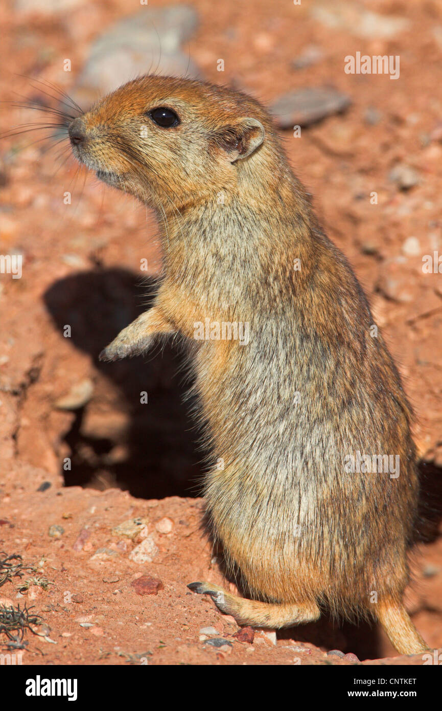 fat sand rat (Psammomys obesus), standing upright Stock Photo - Alamy