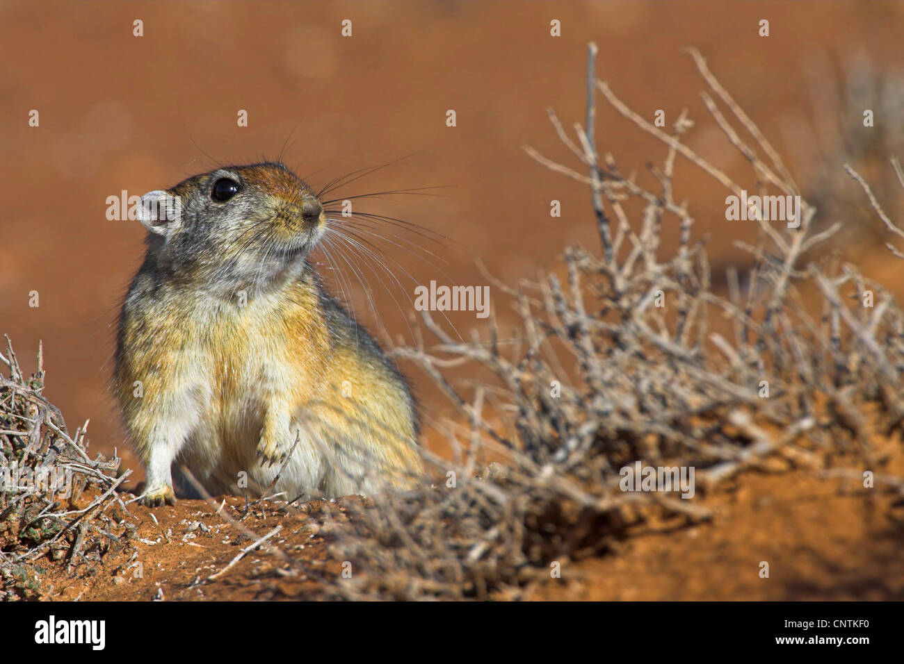 Fat rat hi-res stock photography and images - Alamy