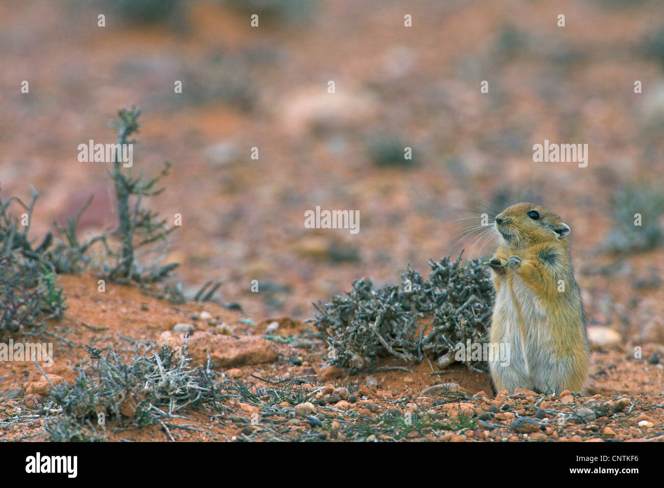 fat sand rat (Psammomys obesus), standing upright in habitat Stock ...