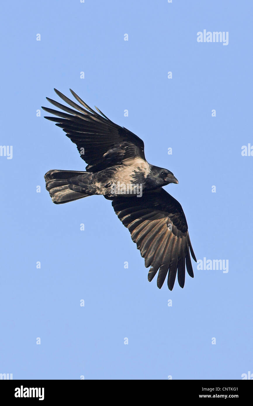 Flying hooded crow hi-res stock photography and images - Alamy