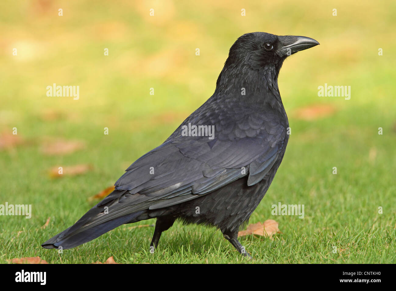 carrion crow (Corvus corone), standing on a meadow, Germany, Baden ...
