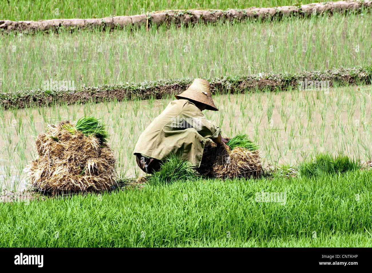 China rice paddy worker hi-res stock photography and images - Alamy