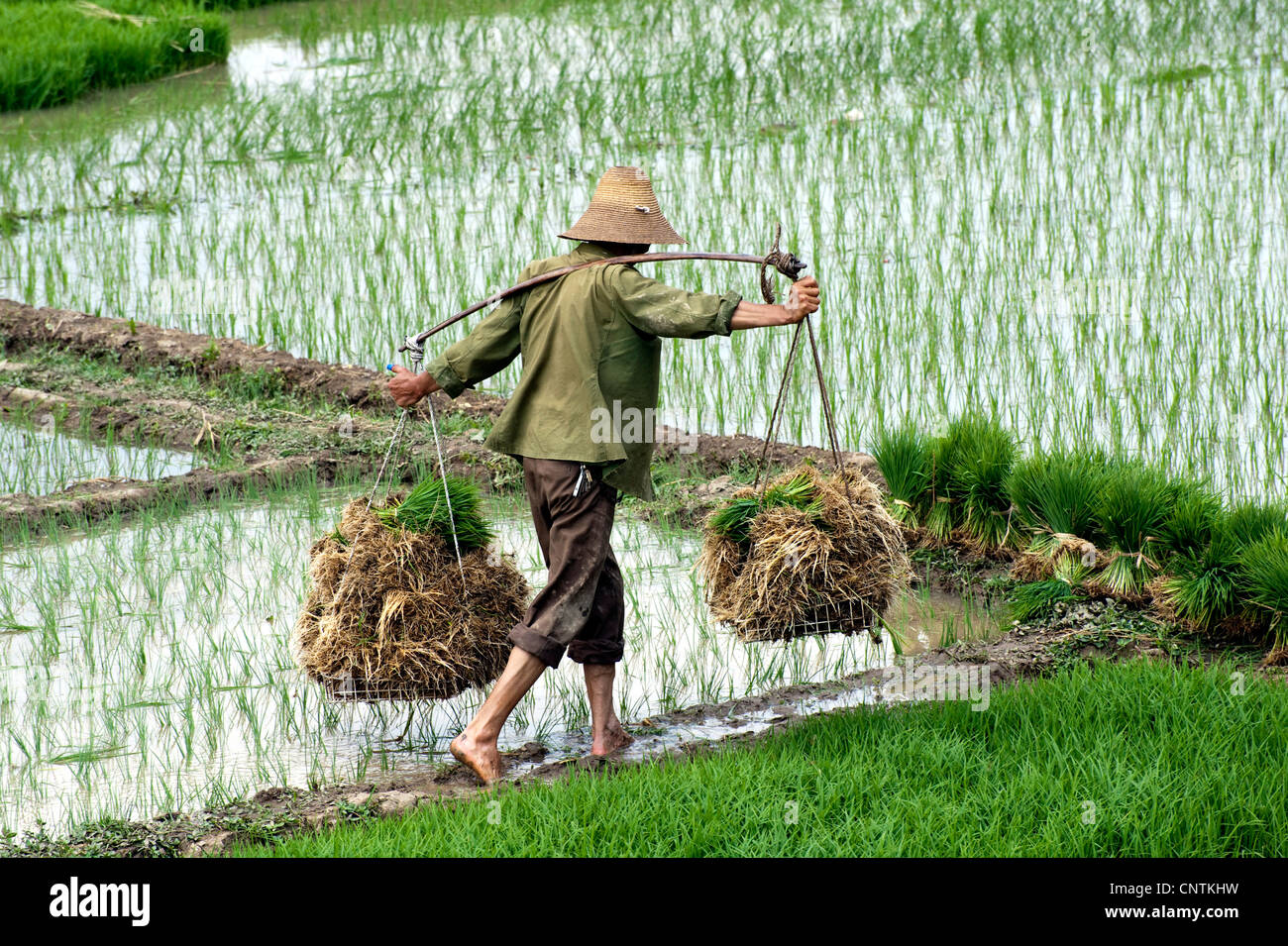 Chinese Rice Fields