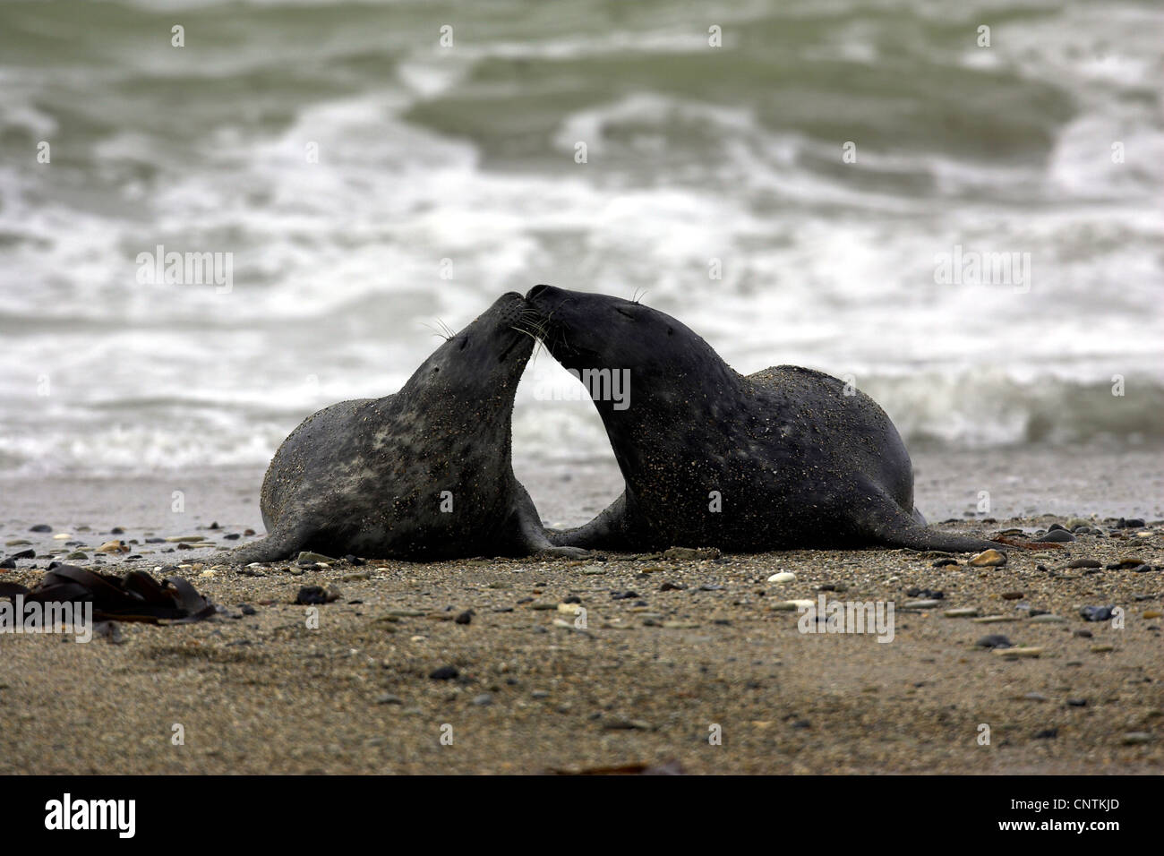 Loving animals hi-res stock photography and images - Alamy