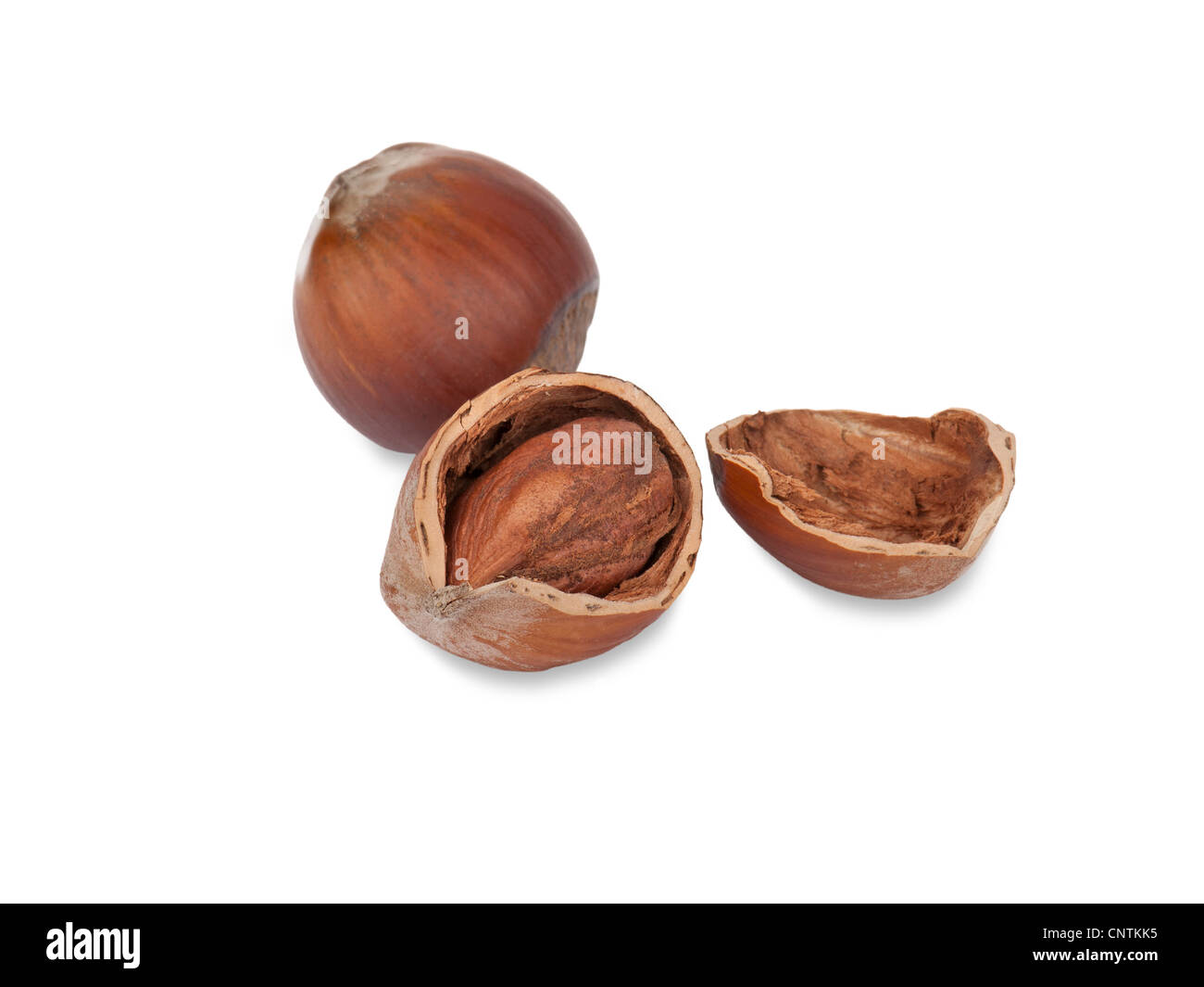 Two Natural Hazelnuts Stock Photo - Alamy
