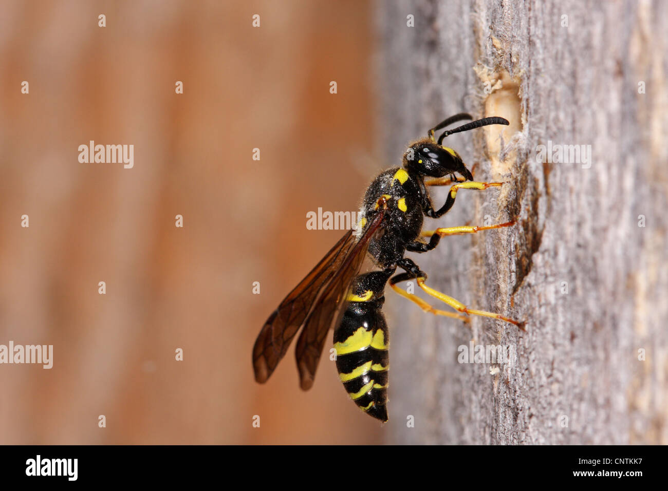 potter wasp (Odynerus murarius), at the nest, Germany, Baden ...